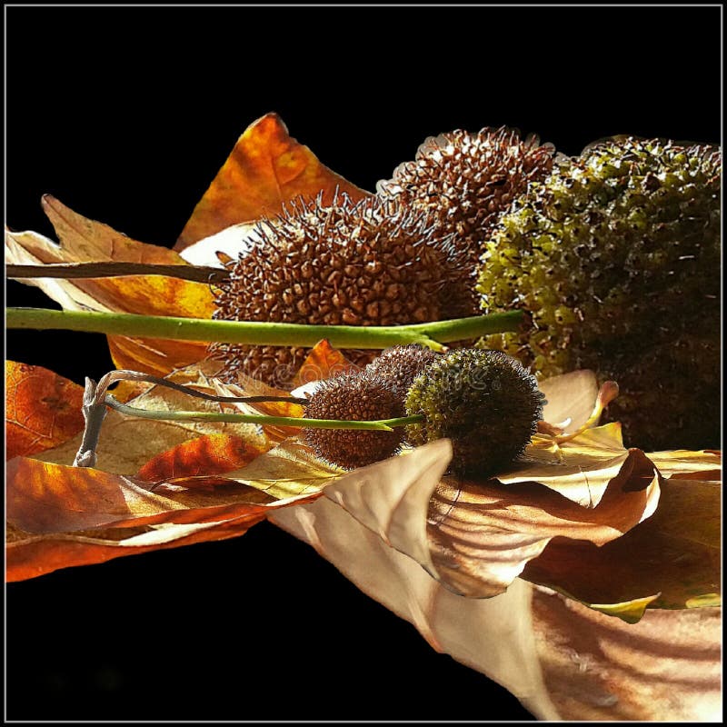 Seeds of Deciduous Dipterocarp Plants Used in Forest Planting are ...