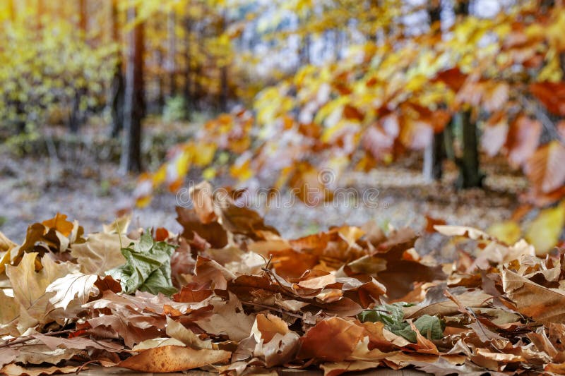 Autumn Composition with Autumn Tree Leaves with Copy Space for Products ...