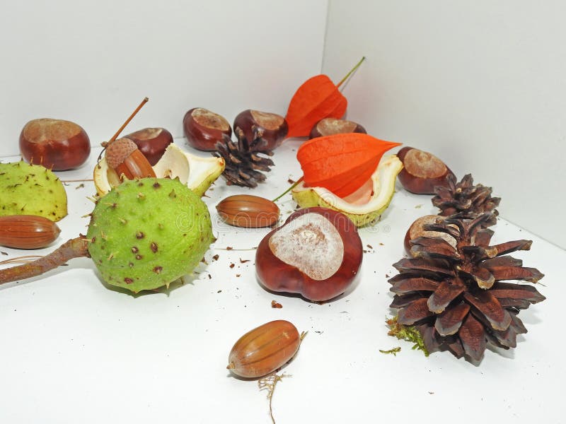 Autumn Composition Using Ripe Chestnut. Stock Photo - Image of foliage ...