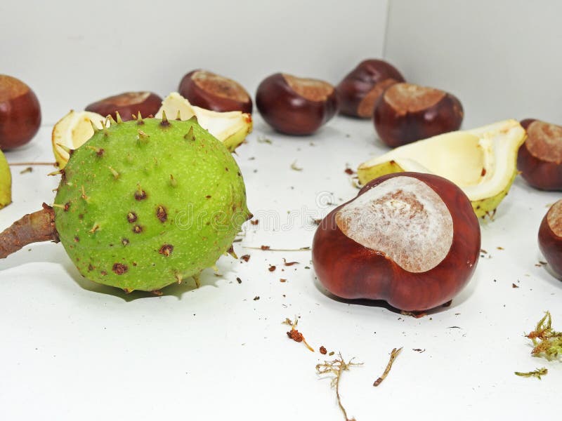 Autumn Composition Using Ripe Chestnut. Stock Image - Image of macro ...