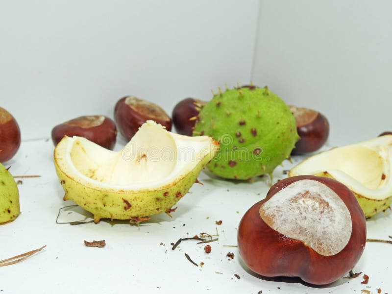 Autumn Composition Using Ripe Chestnut. Stock Photo - Image of color ...