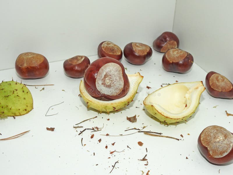 Autumn Composition Using Ripe Chestnut. Stock Photo - Image of group ...