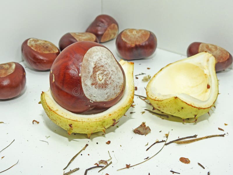 Autumn Composition Using Ripe Chestnut. Stock Photo - Image of husk ...