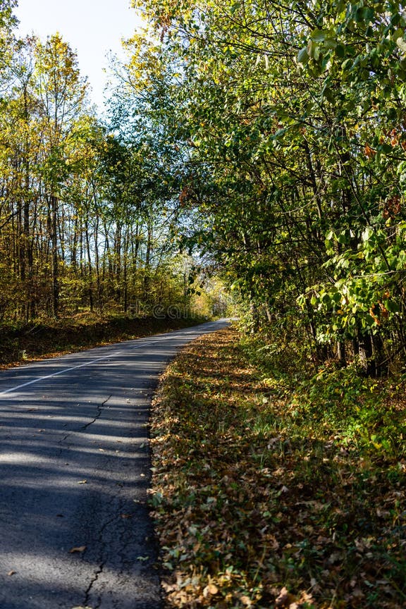 Autumn Concept. Autumn Composition. Autumn Empty Road in Forest Stock ...