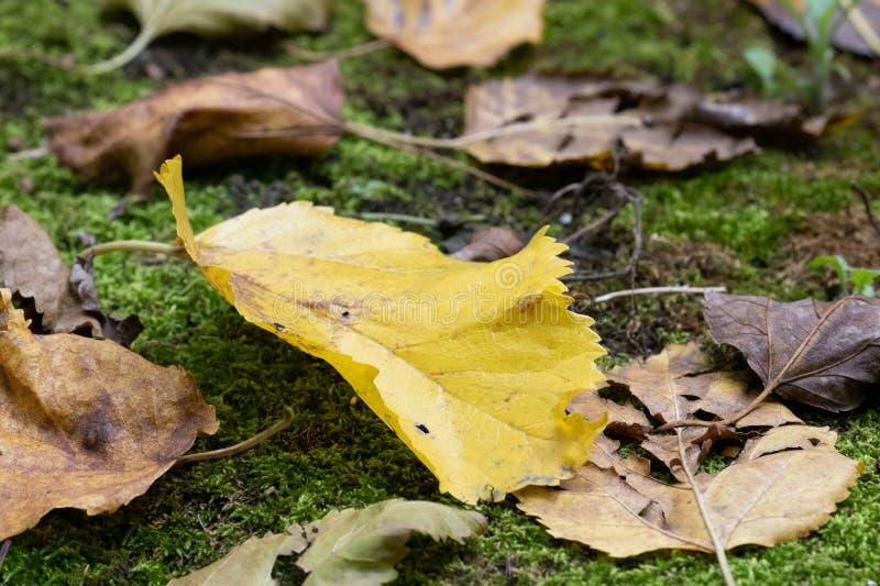 Autumn Concept, the Dried Leaves on the Ground Stock Image - Image of ...