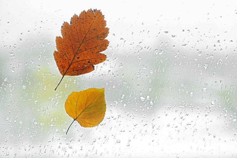 Autumn Concept - Fallen Tree Leaves on the Window with Raindrops Stock ...