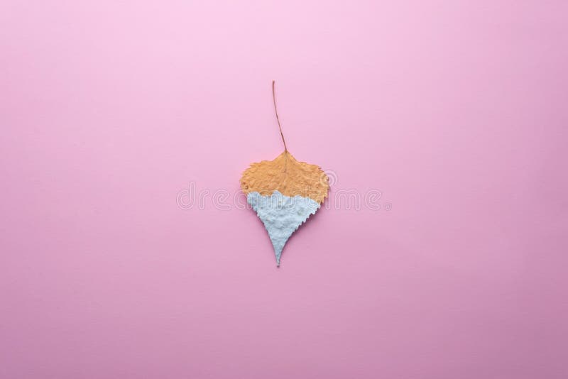 Autumn Concept Leaf in Blue Paint on Pink Background, Minimalism Stock ...