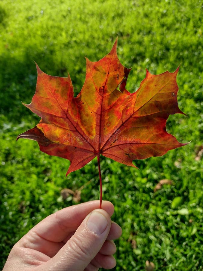 Autumn Concept, Autumn Leaf in Hand. Stock Image - Image of happiness ...