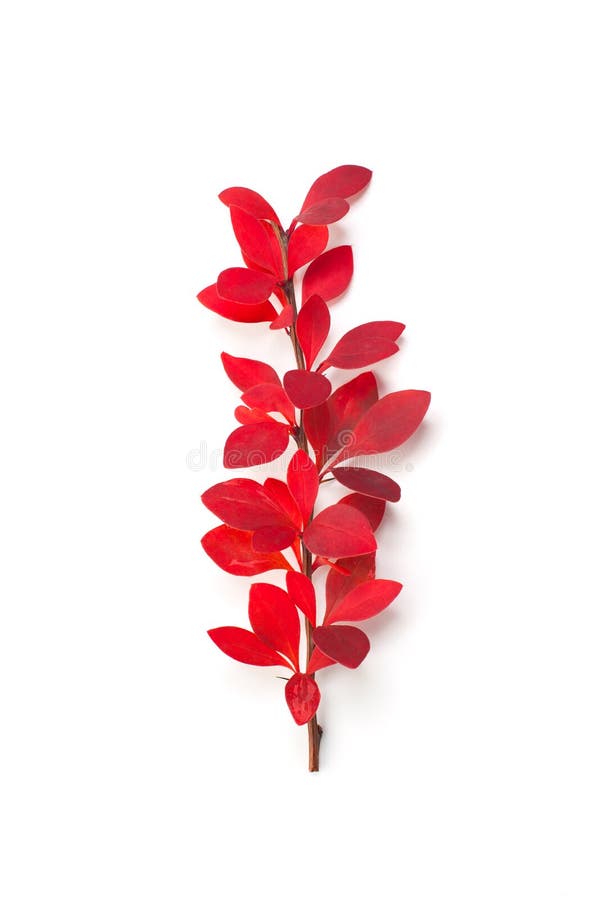 Autumn Concept. Autumn Red Tree Twig Branch with Fall Leaves on White ...
