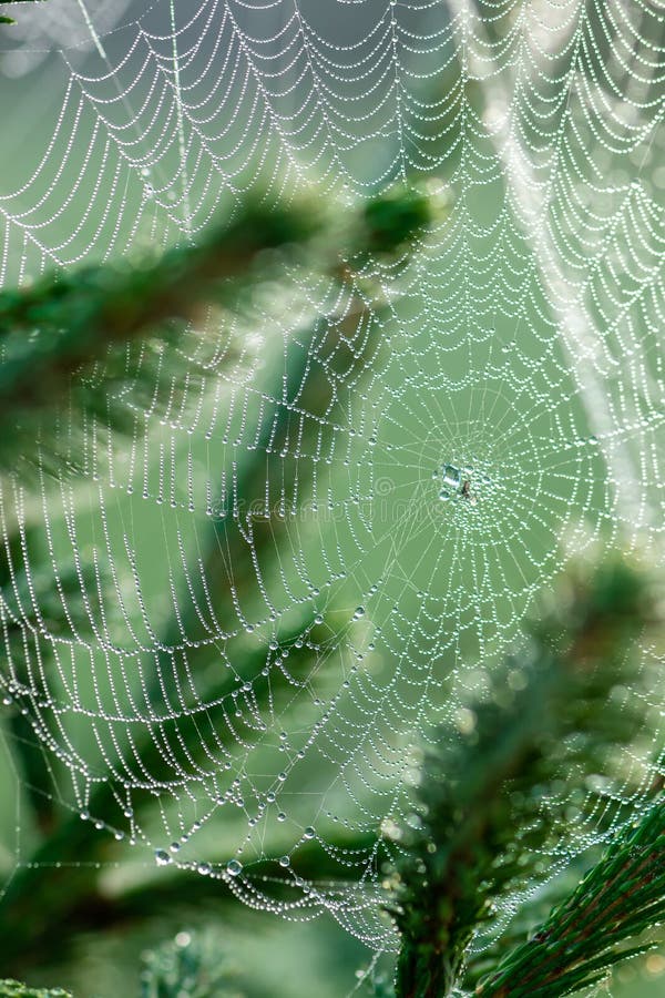 Spider web on spruce tree stock photo. Image of abstract - 196928366
