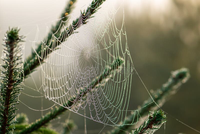 Spider web on spruce tree stock photo. Image of design - 196928392