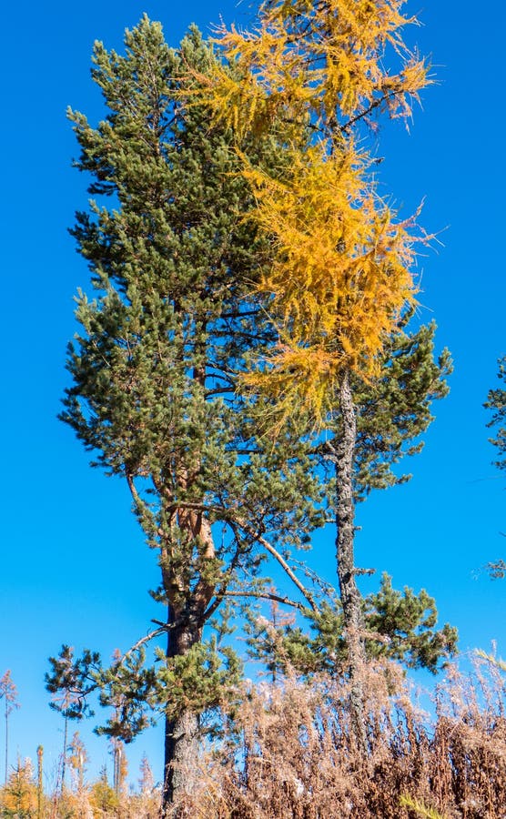 Autumn coniferous trees stock image. Image of yellow - 63303797