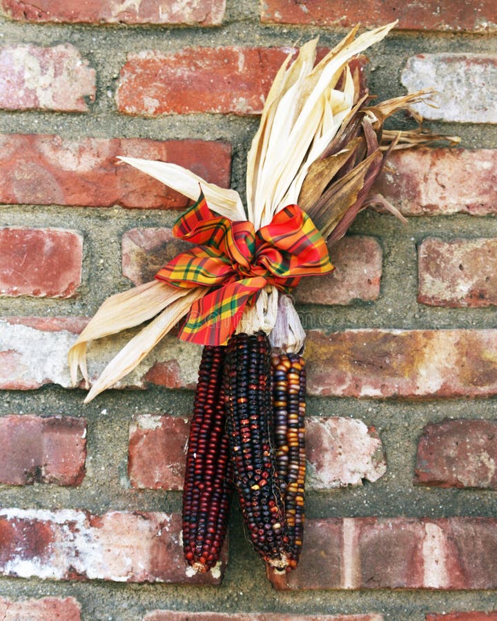 Autumn Corn stock photo. Image of autumn, holiday, fall - 11367320