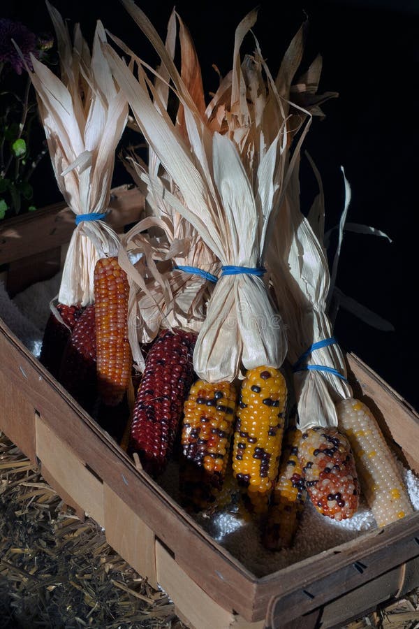 Autumn corn stock photo. Image of season, kernels, black - 28003426