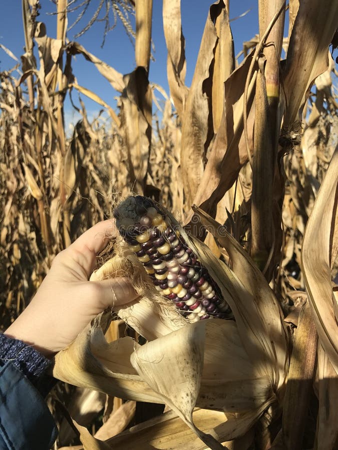 Autumn corn stock photo. Image of fall, maize, harvest - 152262556