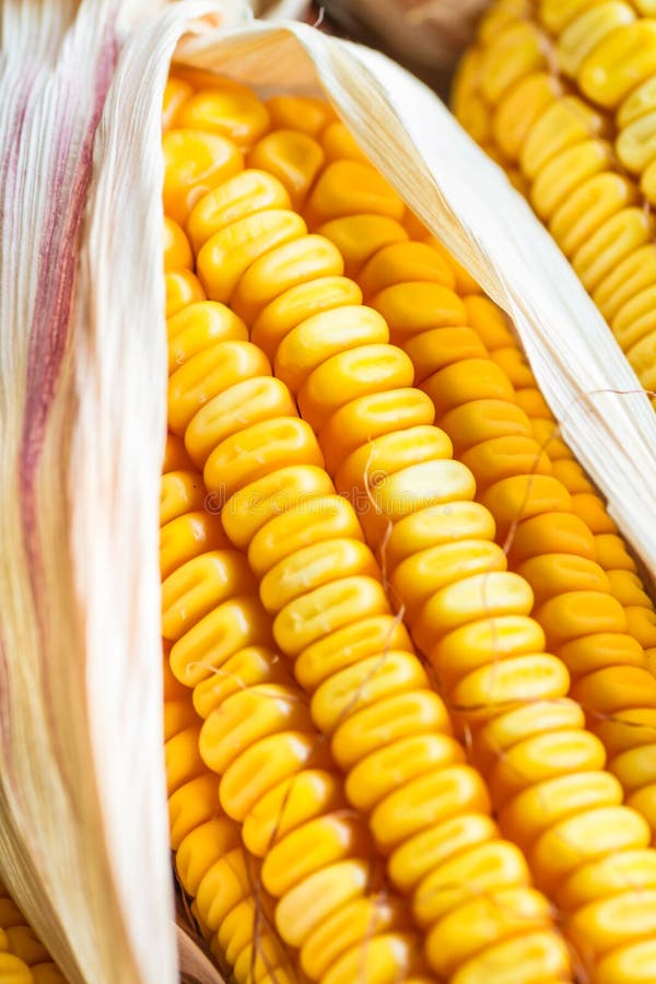 Autumn Corn stock photo. Image of basket, seasonal, yellow - 46434542