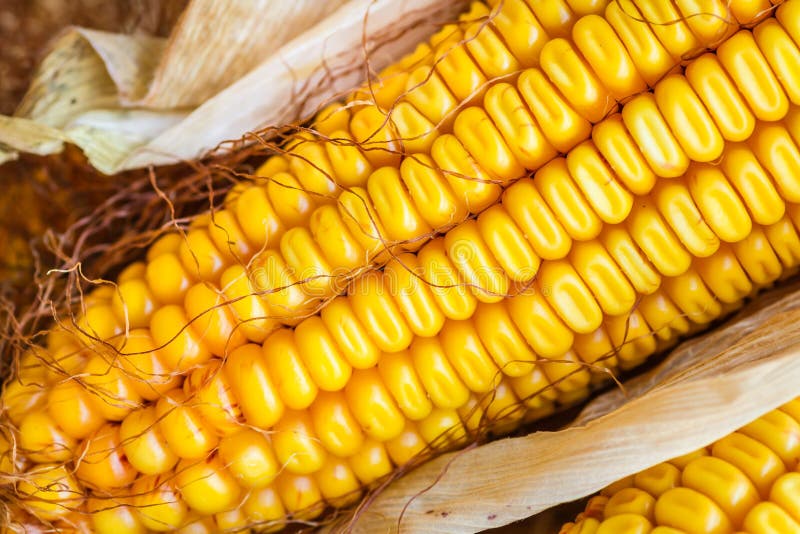 Autumn Corn stock photo. Image of sepia, feed, basket - 46434564