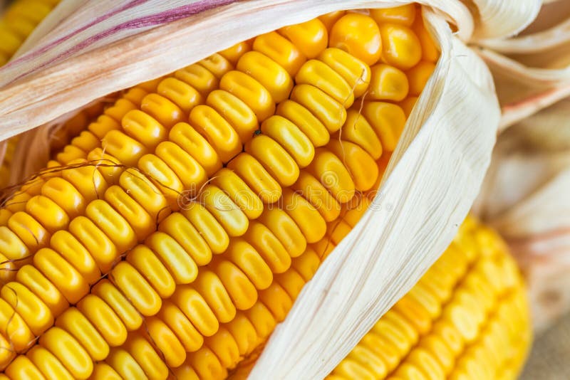 Autumn Corn stock image. Image of seasonal, corn, autumn - 46435383