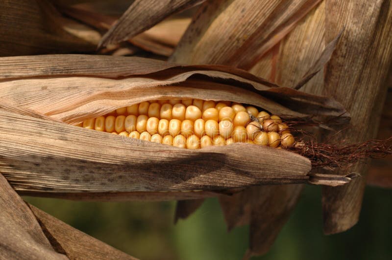 Wild corn stock photo. Image of tasty, seed, three, organic - 16242634