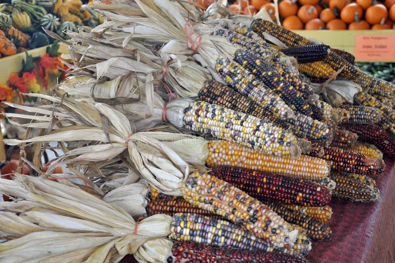 Autumn Corn stock image. Image of closeup, healthy, corncob - 45415737
