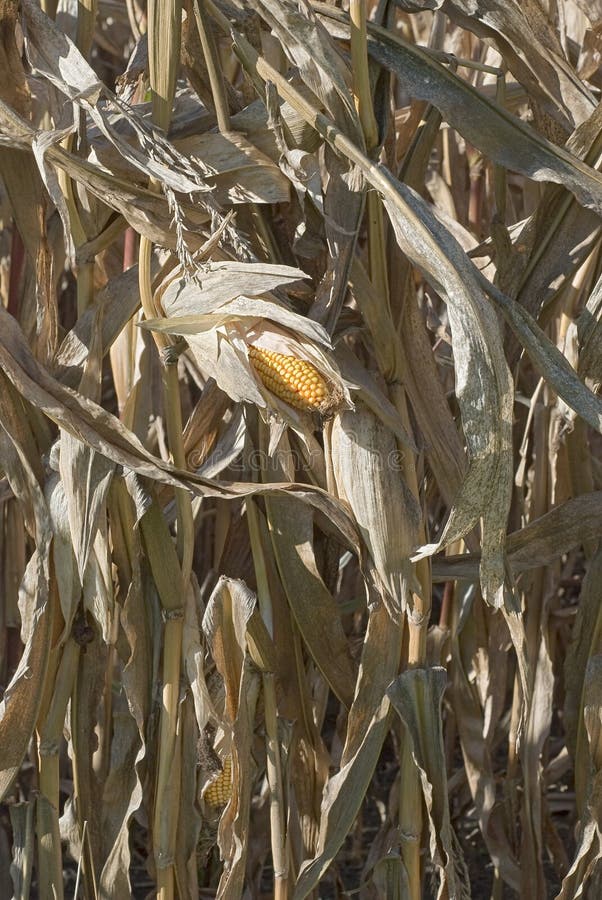 Autumn Corn Field stock photo. Image of autumn, farming - 28584466