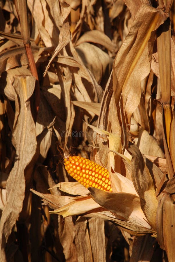 Autumn Corn Field stock photo. Image of agriculture, cereal - 3833370