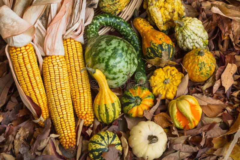 Autumn Corn and Gourds stock photo. Image of market, fall - 45890566