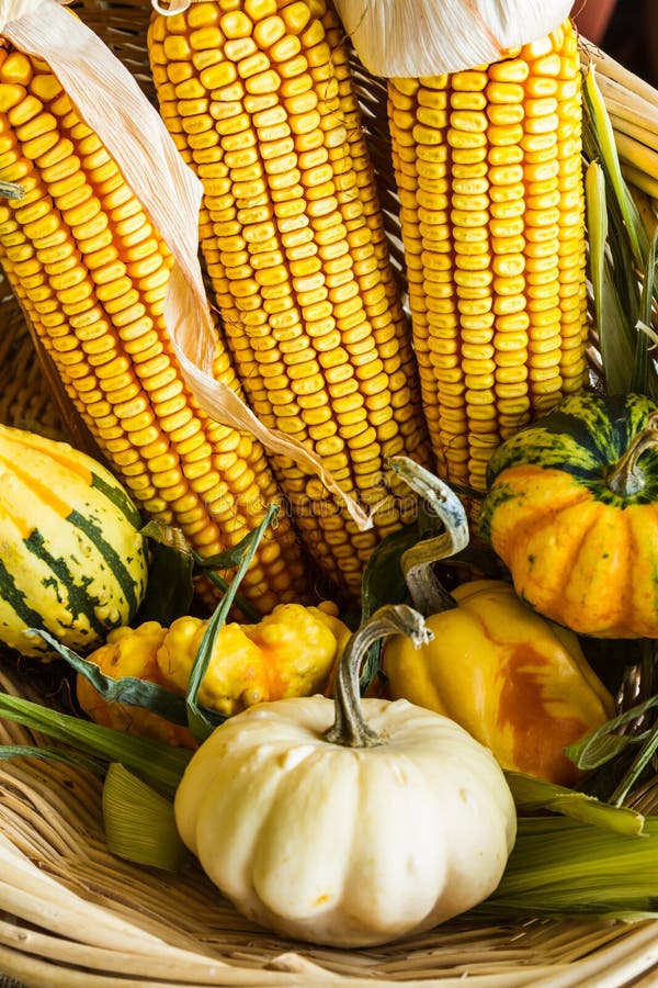 Autumn Corn and Gourds stock image. Image of fall, dried - 45889395