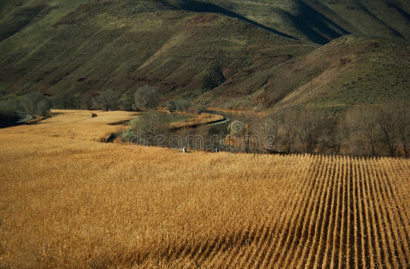 Autumn Cornfield stock photo. Image of cornstalks, harvest - 37693048