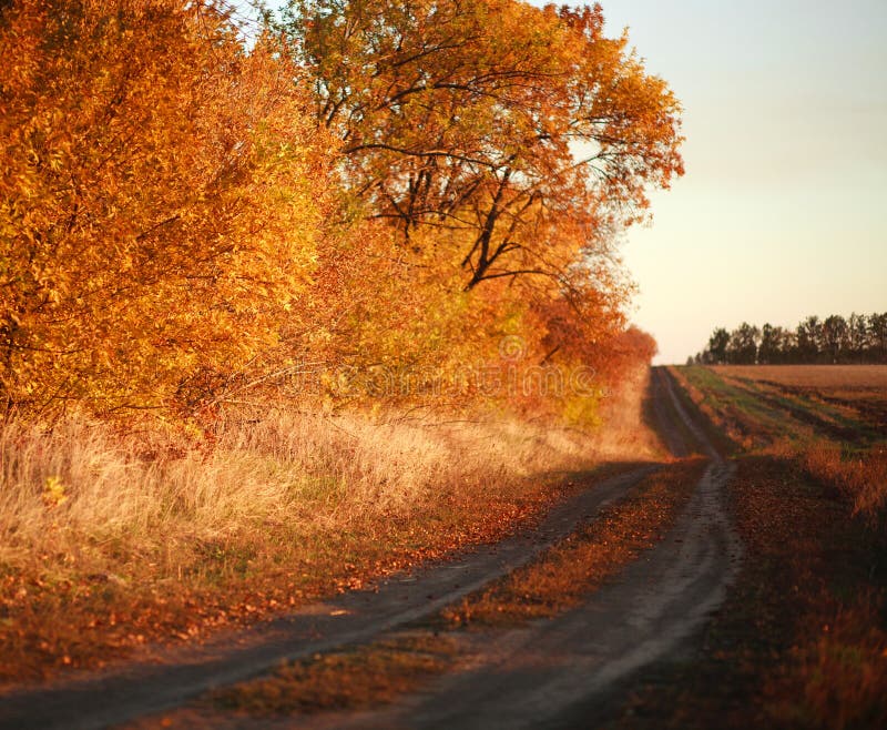 Autumn Country Road, Along the Forest Stock Image - Image of beauty ...