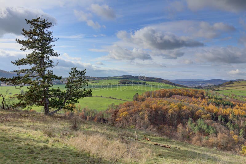 Autumn Country Scenery with Single Tree in Front and Colorful Forest in ...