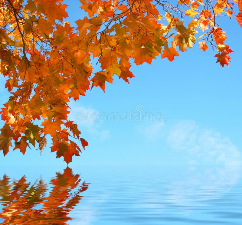 Autumn vine leaf stock photo. Image of plant, vine, yellow - 3396550