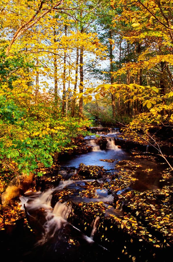 Panoramic Autumn Landscape with Forest Stream. Fall Nature Background ...