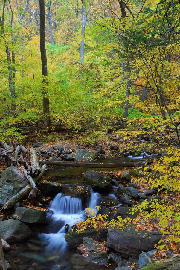 Autumn creek in forest stock photo. Image of delaware - 16696374