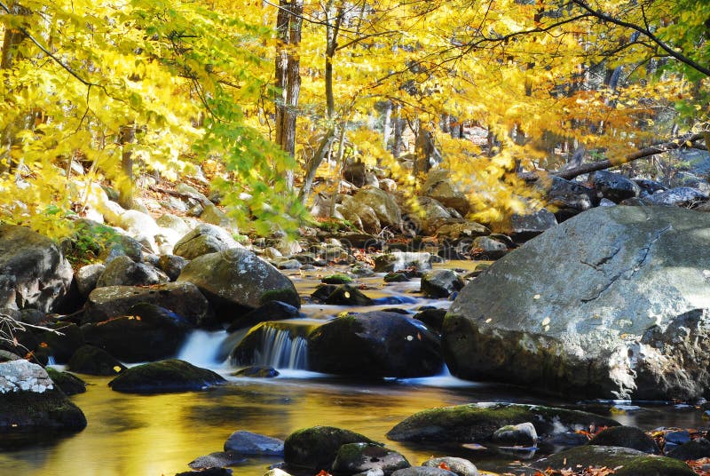 Autumn forest creek stock image. Image of green, bright - 11519319
