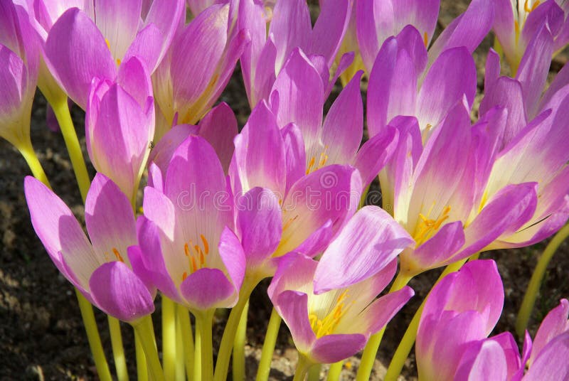 Autumn crocus stock photo. Image of blooming, bloom, season - 11199486