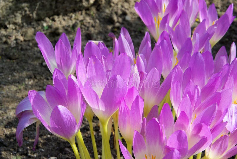 Autumn crocus stock photo. Image of pink, fall, purple - 11323306