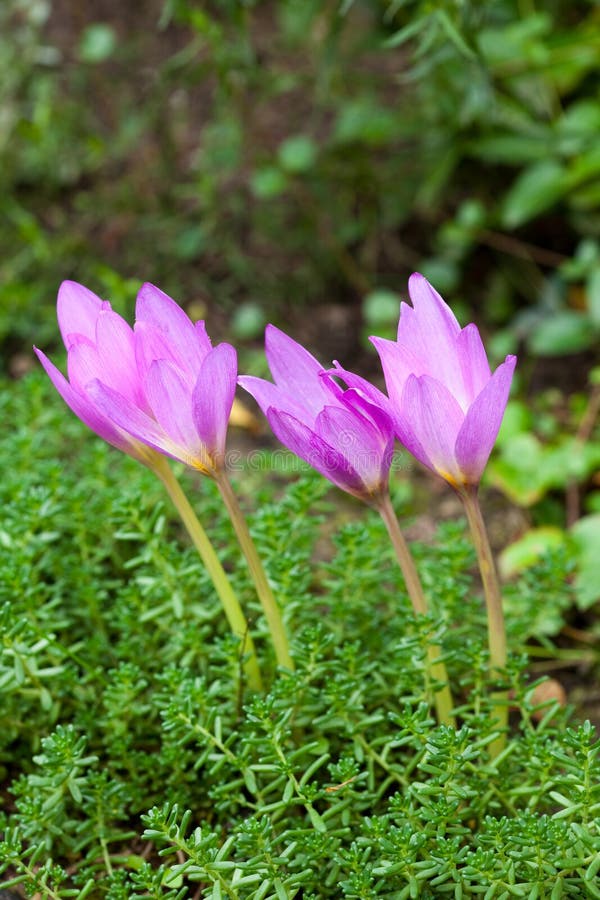 Autumn crocus stock photo. Image of soil, purple, autumnale - 11404944