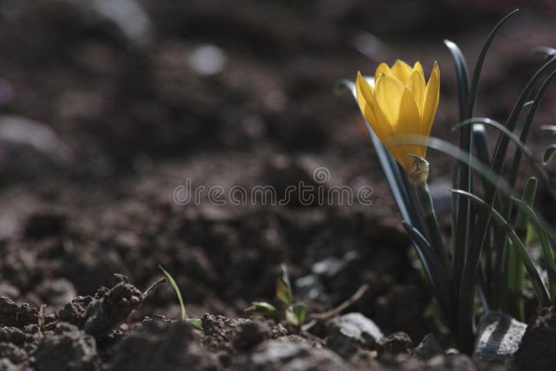 Autumn crocus stock image. Image of blossom, beauty, outdoor - 27376935