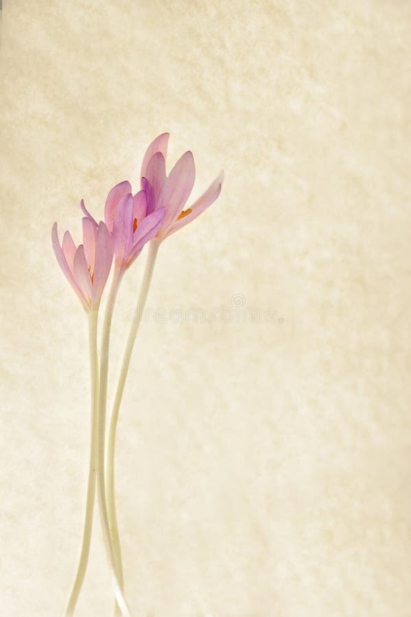 Autumn Crocus stock illustration. Illustration of colchicum - 45129157