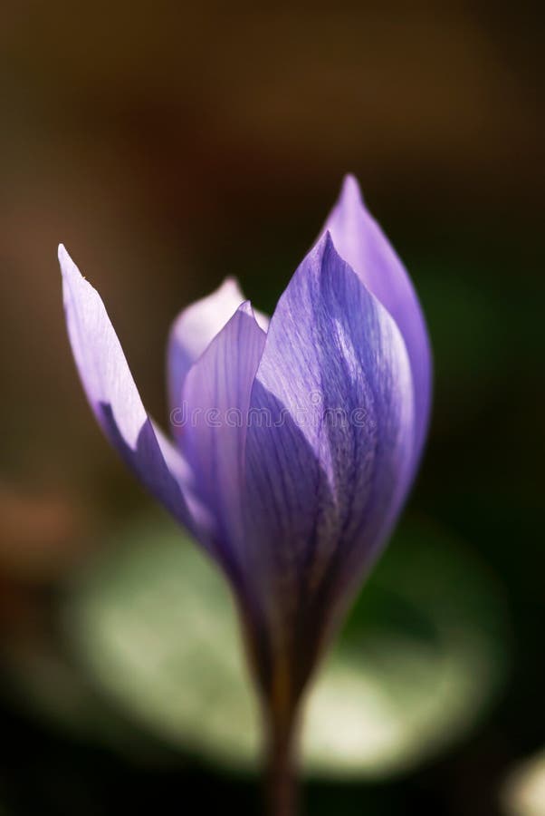 Autumn Crocus Blooming stock photo. Image of flowering - 110623364