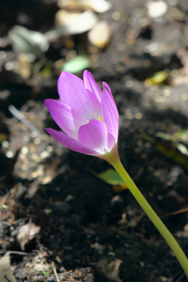 Autumn Crocus (Colchicum Autumnale) Stock Image - Image of saffron ...