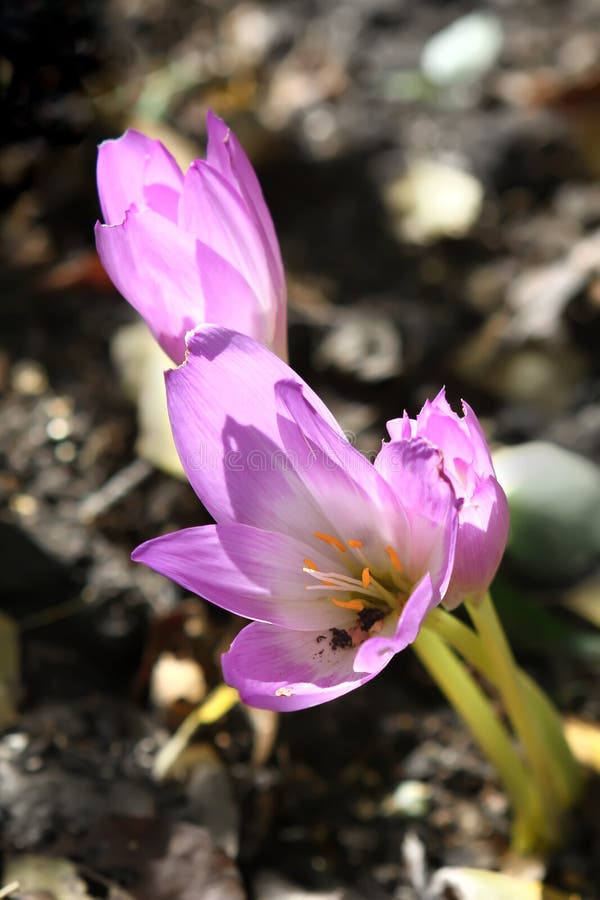 Autumn Crocus (Colchicum Autumnale) Stock Image - Image of colchicine ...