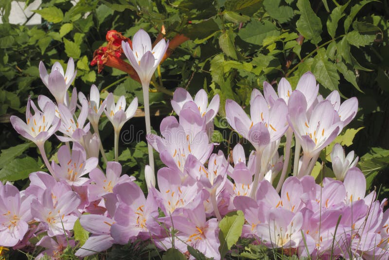 Autumn Crocus (Colchicum Autumnale) Stock Image - Image of gardening ...