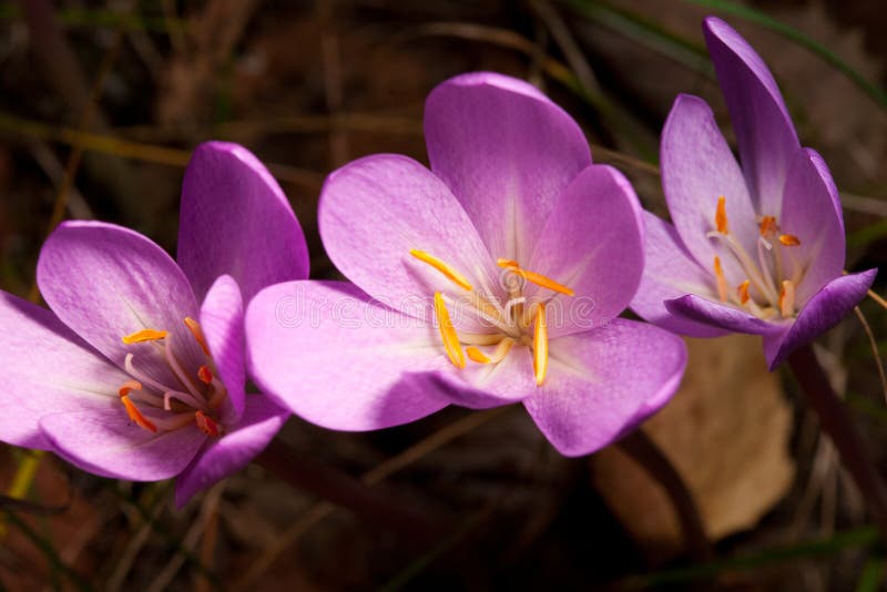Autumn Crocus(Colchicum Autumnale) Closeup Stock Image - Image of ...