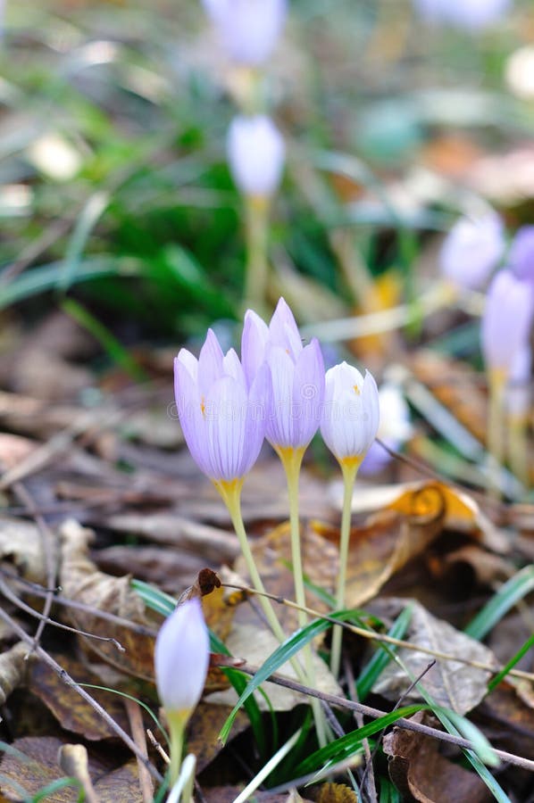 Autumn Crocus - Colchicum Autumnale Stock Photo - Image of meadow ...