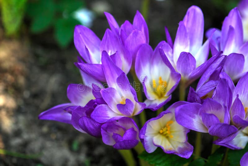 Autumn crocus. Flower. stock image. Image of area, autumnale - 77423913