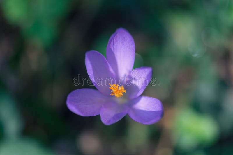 Autumn Crocus Flower Top View Stock Image - Image of head, crocus ...