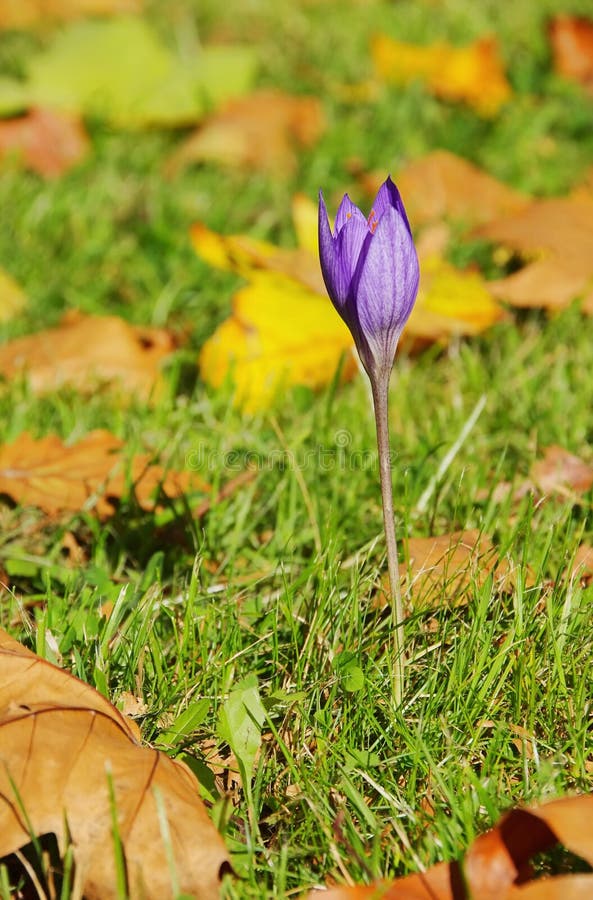 Autumn crocus purple stock photo. Image of crocus, plant - 27524232