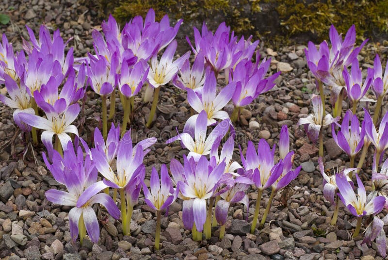 Autumn Crocus stock photo. Image of scottish, botanical - 60592554